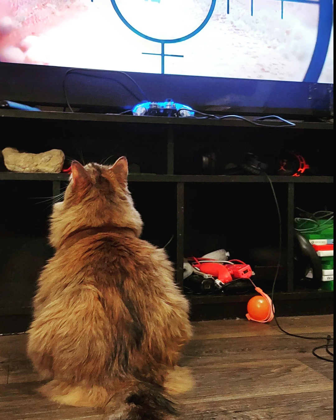 My cat, watching TV | Scrolller
