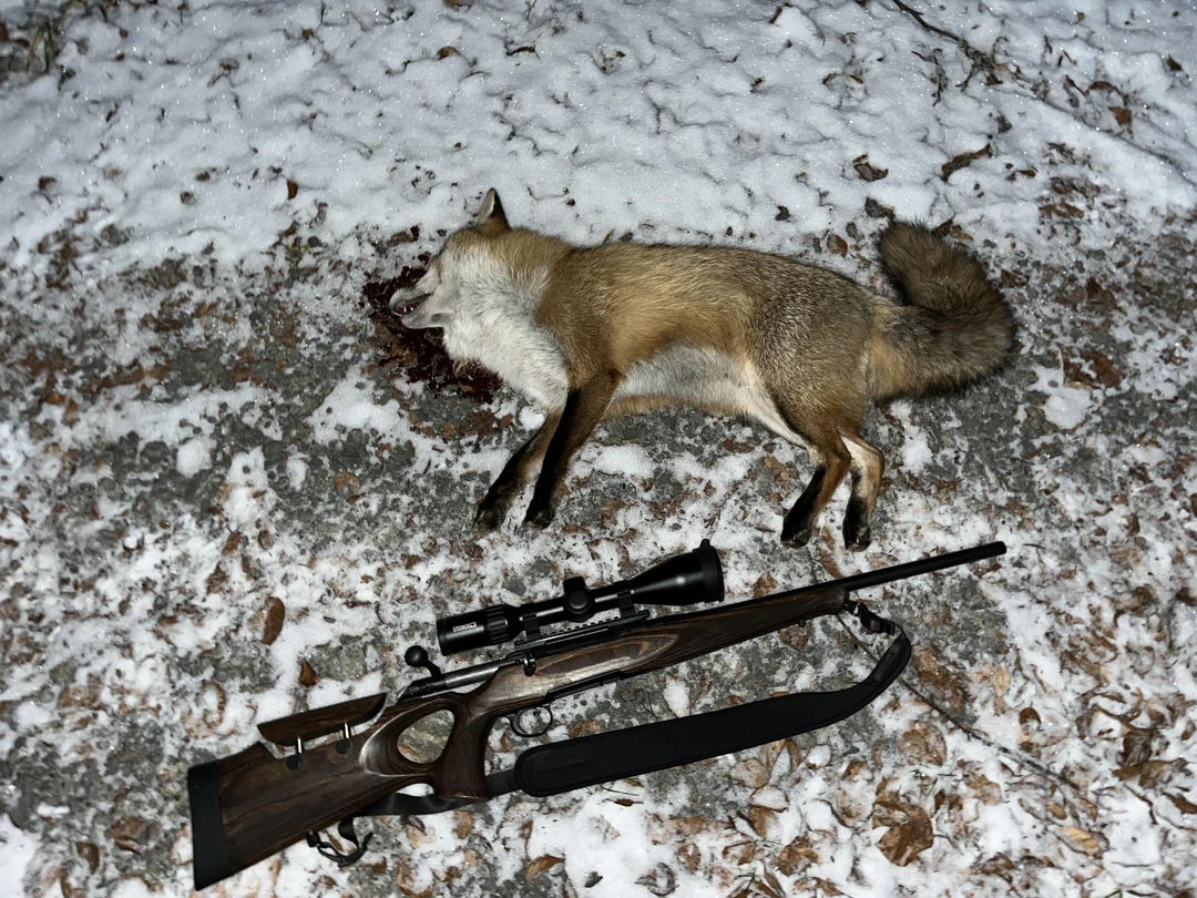 First Fox in a German Mountain Forest | Scrolller