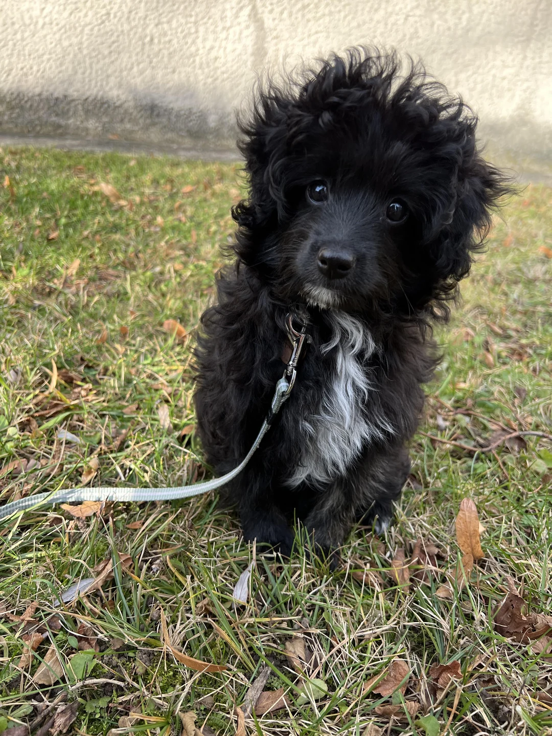 Baby Luna | Scrolller