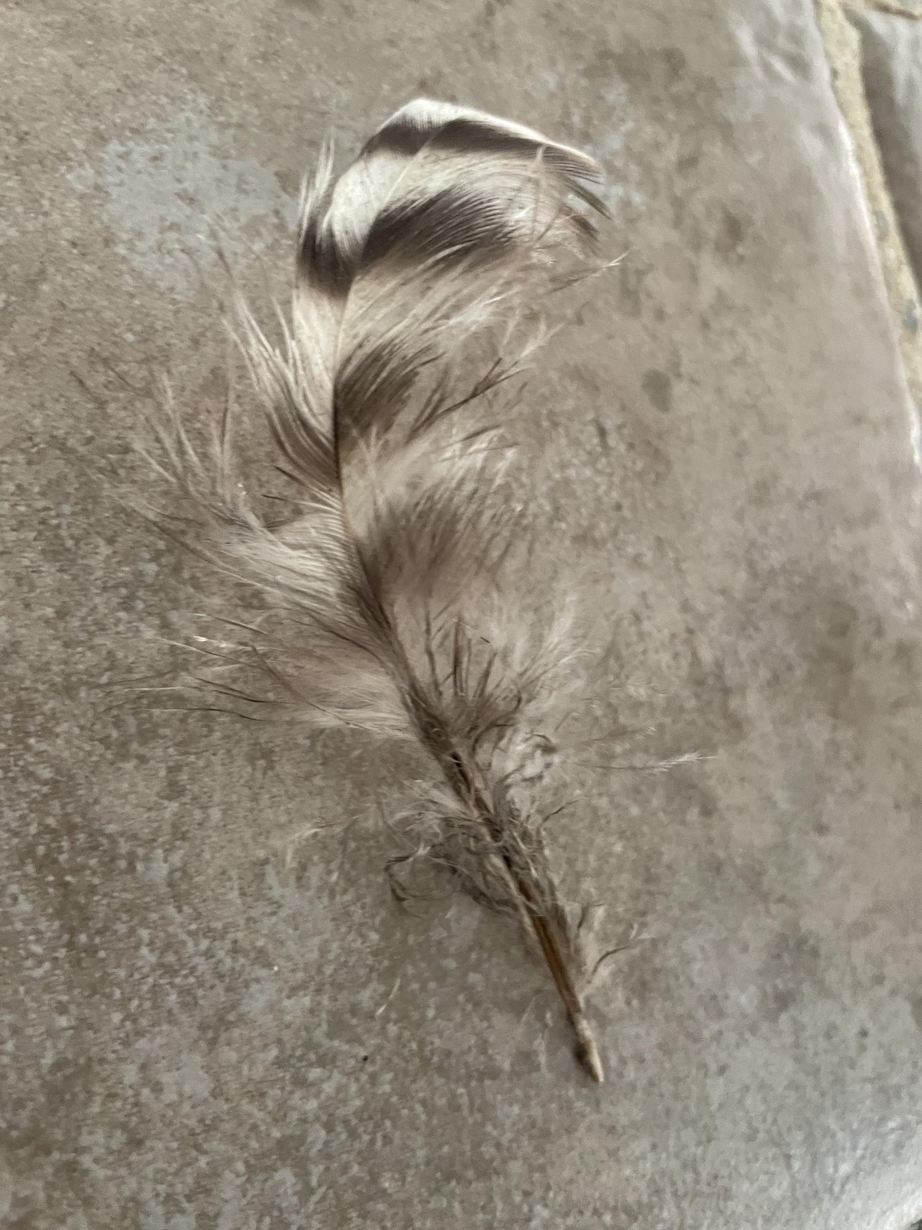Feather identification | Scrolller