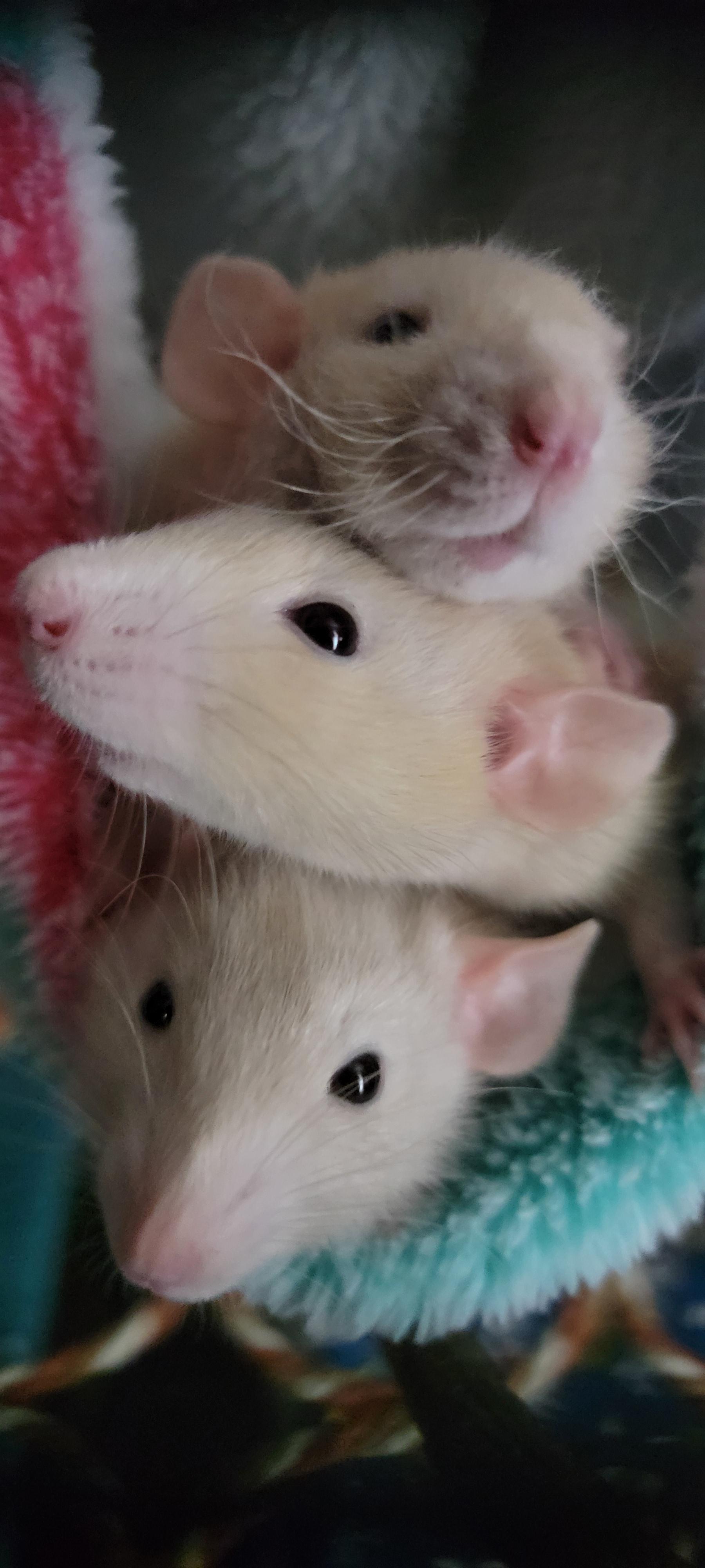 Rat pile! | Scrolller