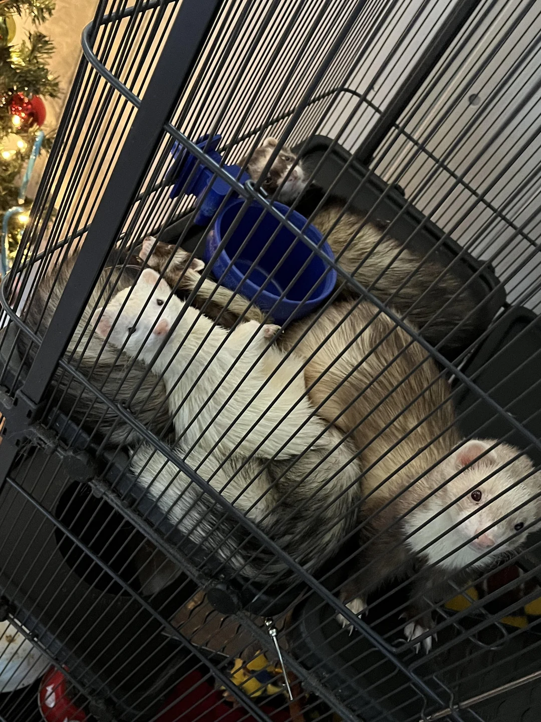 Cuddle puddle | Scrolller