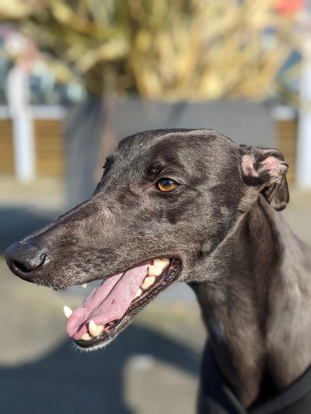 one of my favourite pics of Nugget | Scrolller