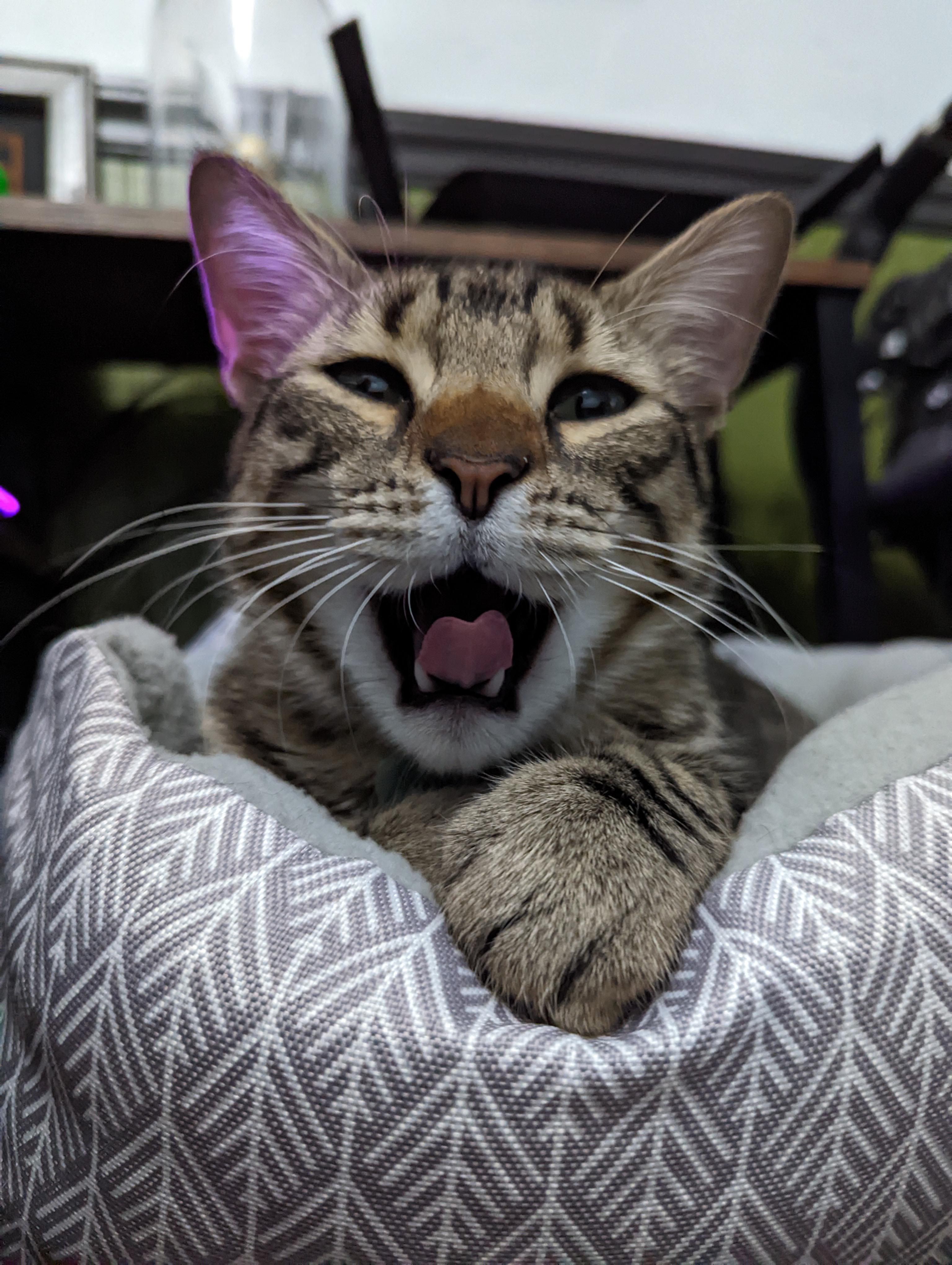 [OC] BIG YAWN | Scrolller