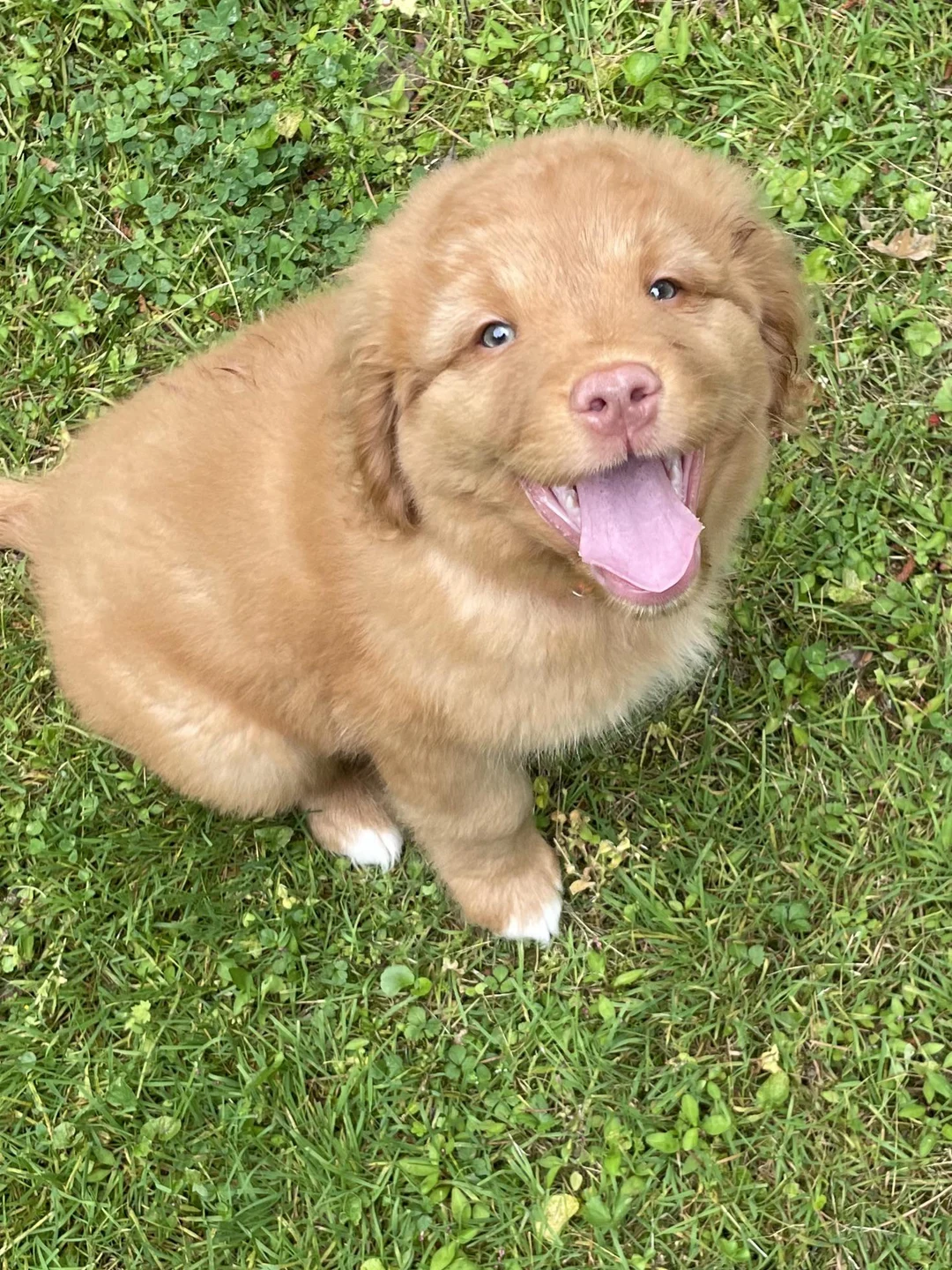 This is our 9 week old Toller, Zero! | Scrolller