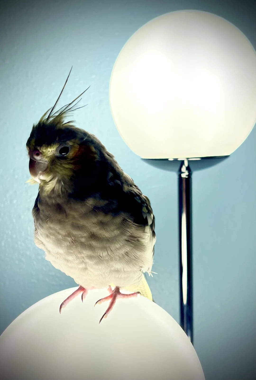 Orb Birb | Scrolller