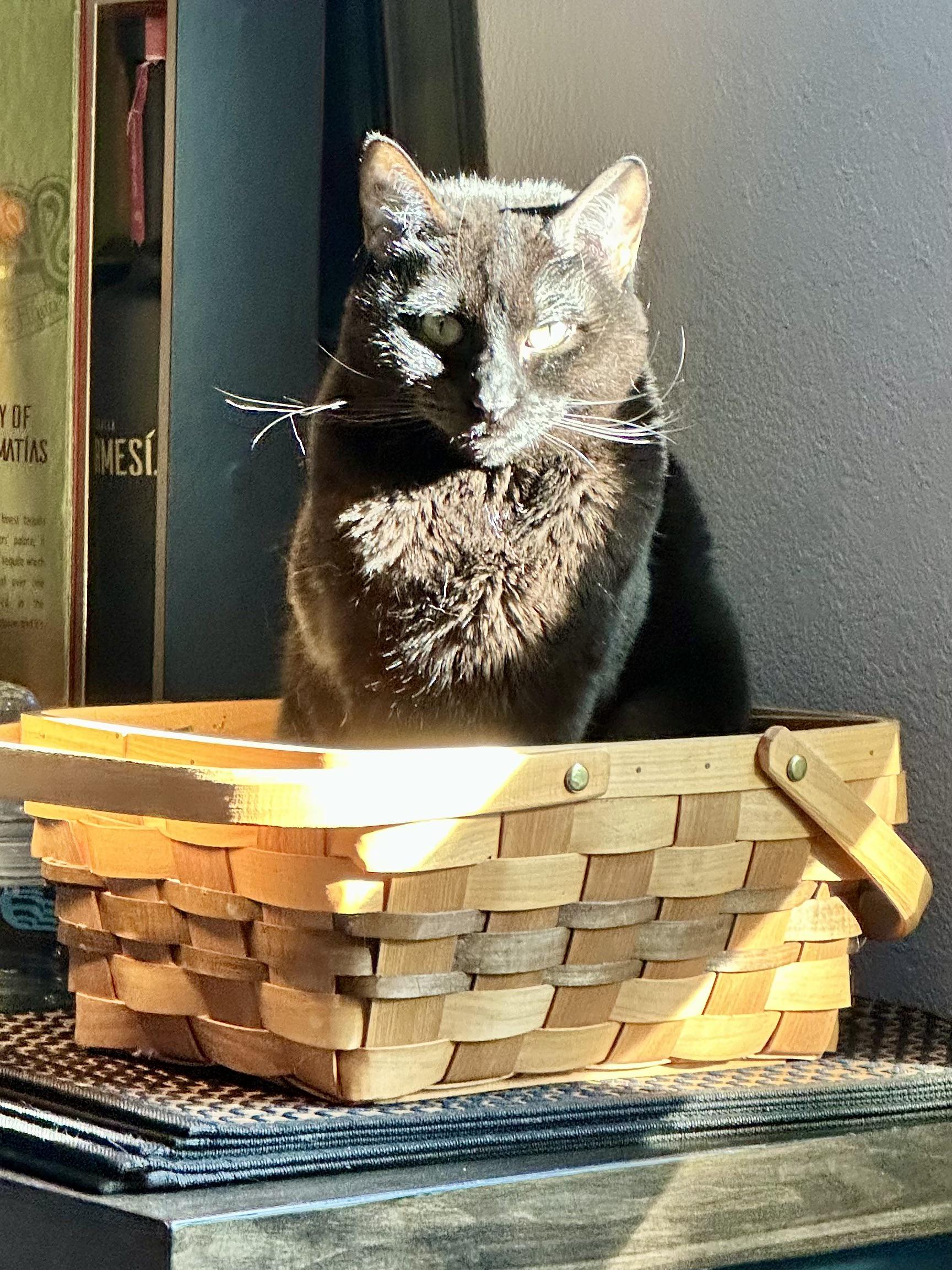 Miss Cleo will render judgement now | Scrolller