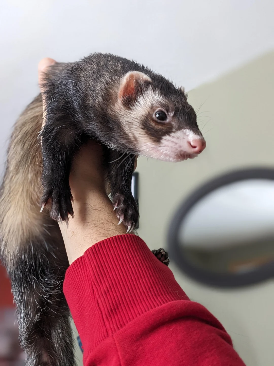 Rocko The Weasel | Scrolller