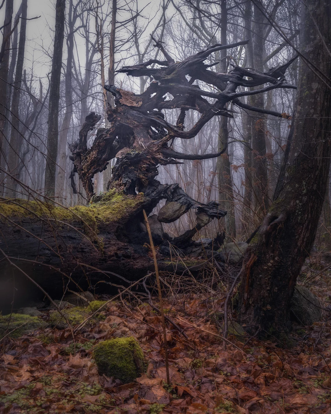 Charred roots on a fallen tree in the Great Smoky Mountains National Park [OC] [2800x3500 ...