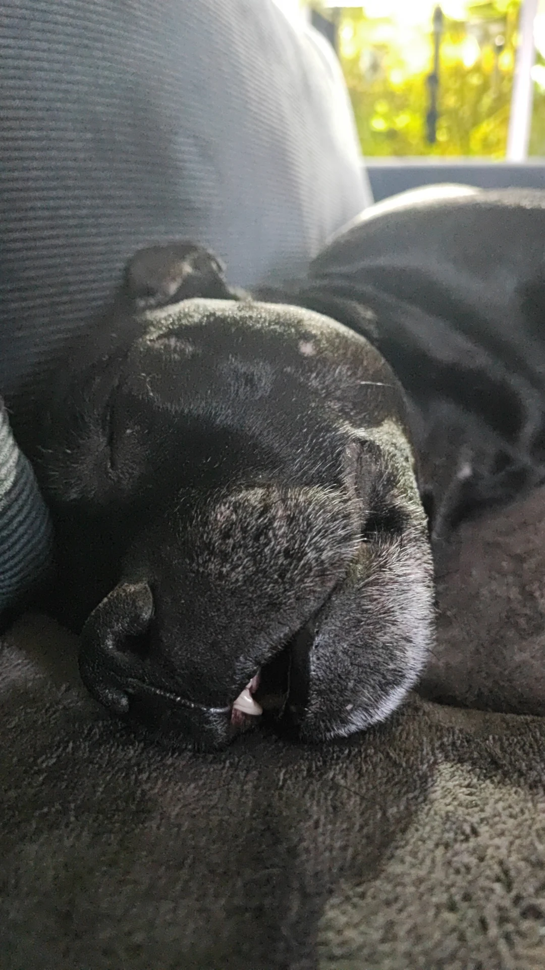 Sleepyhead 🥰 | Scrolller