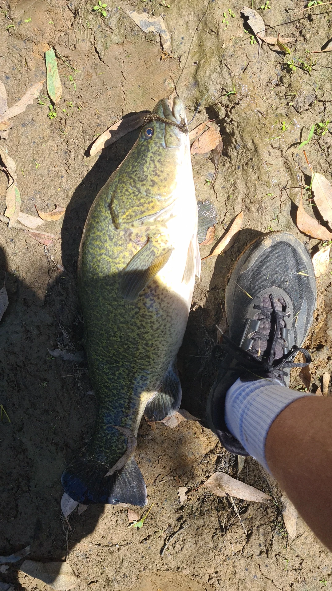 Murray cod I caught late this afternoon in the ovens River. (Around 60cm) | Scrolller