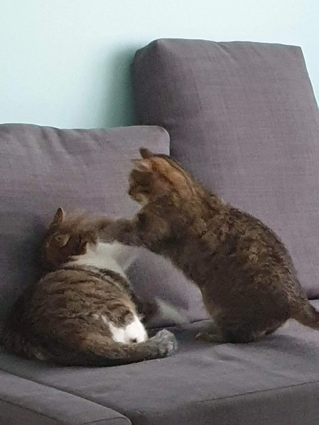 Blurry picture of cats | Scrolller
