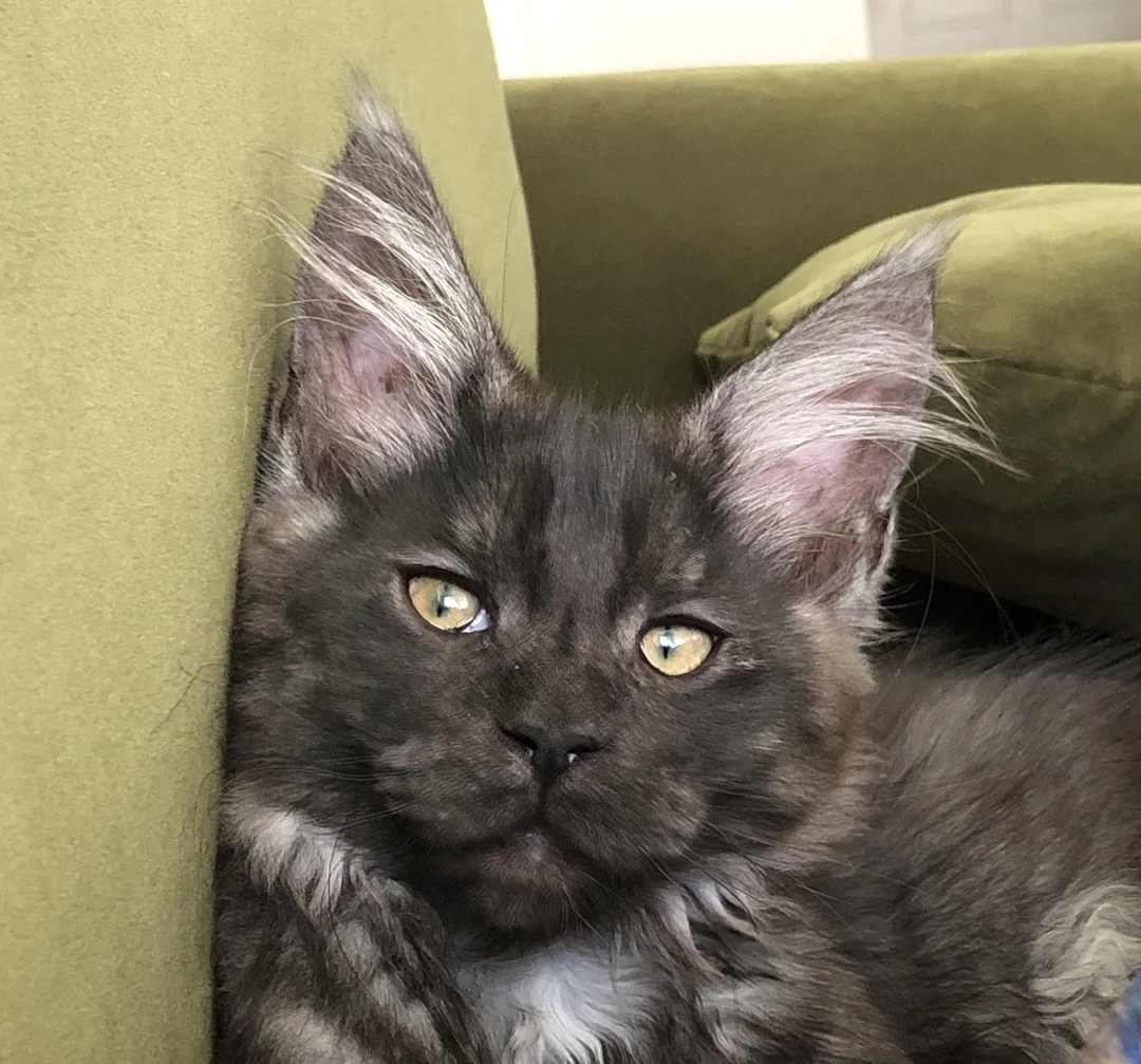 Tatum’s Ears | Scrolller