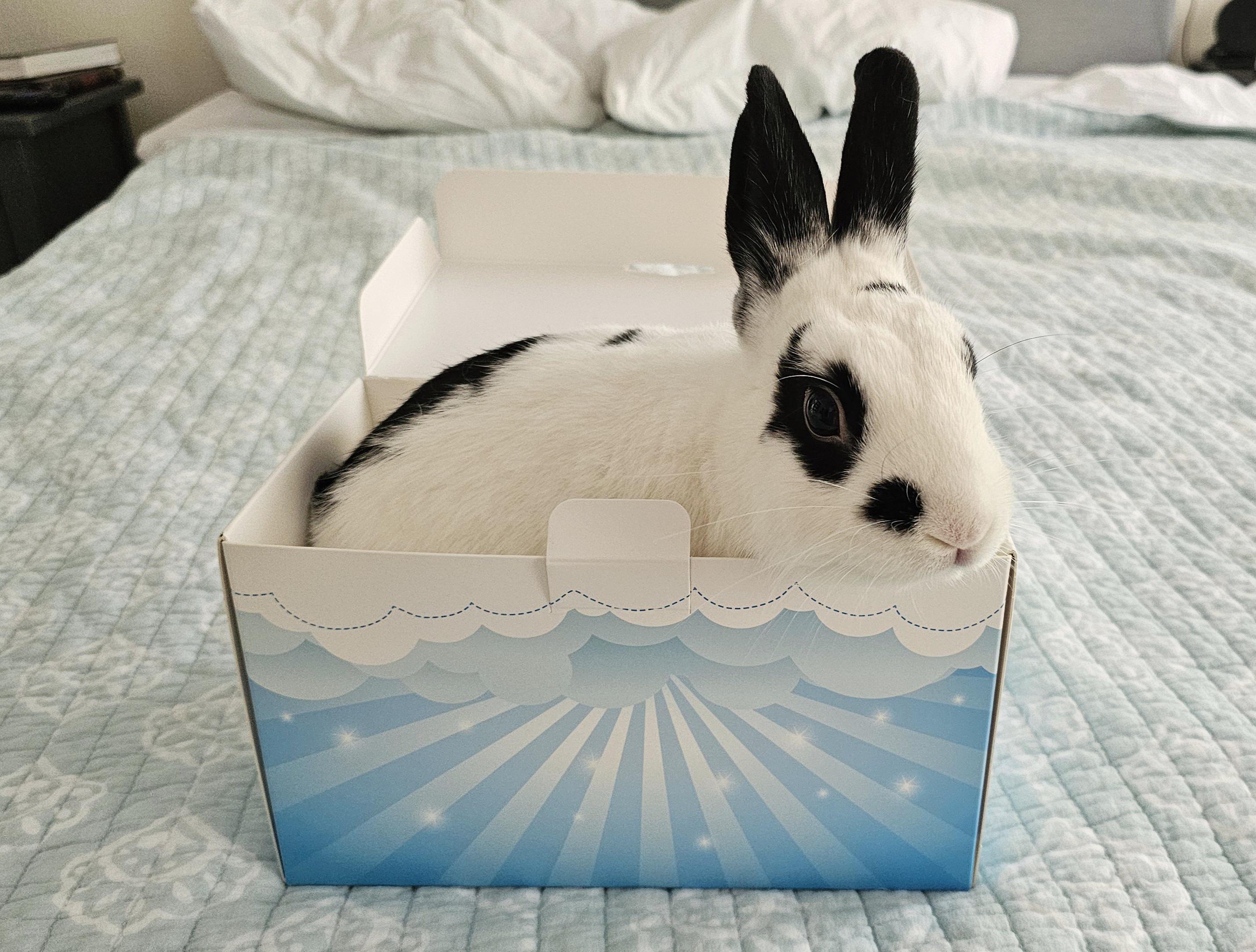 NEW WEBKINZ PLUSH REVEALED! | Scrolller