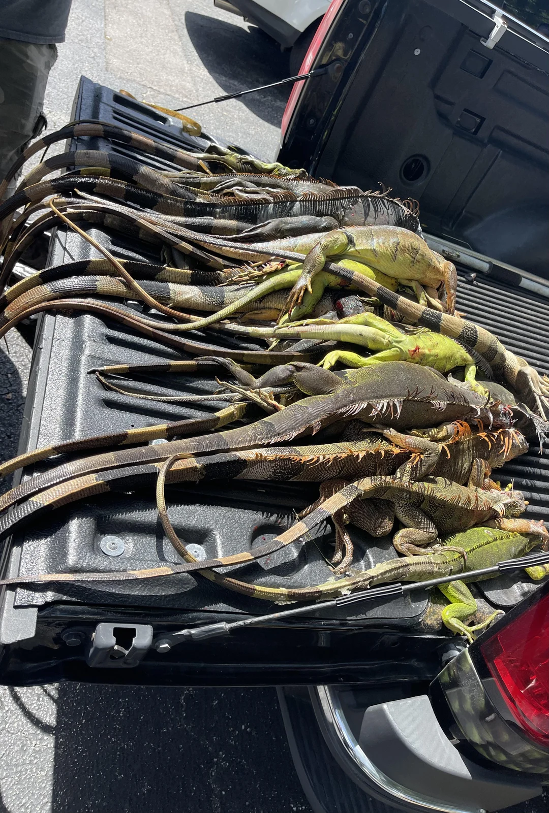 Monster Iguanas | Scrolller