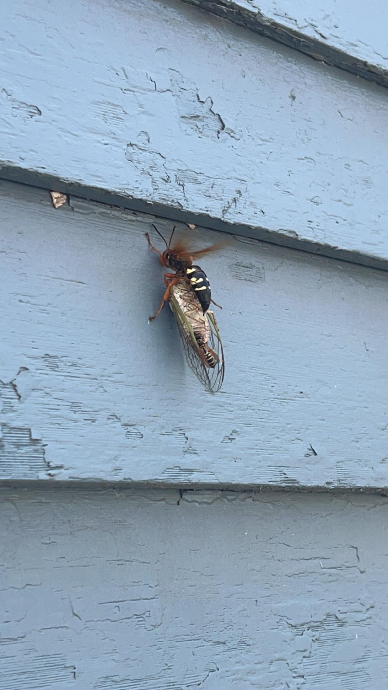Cicada Being Double Teamed By Wasp and Hornet | Scrolller