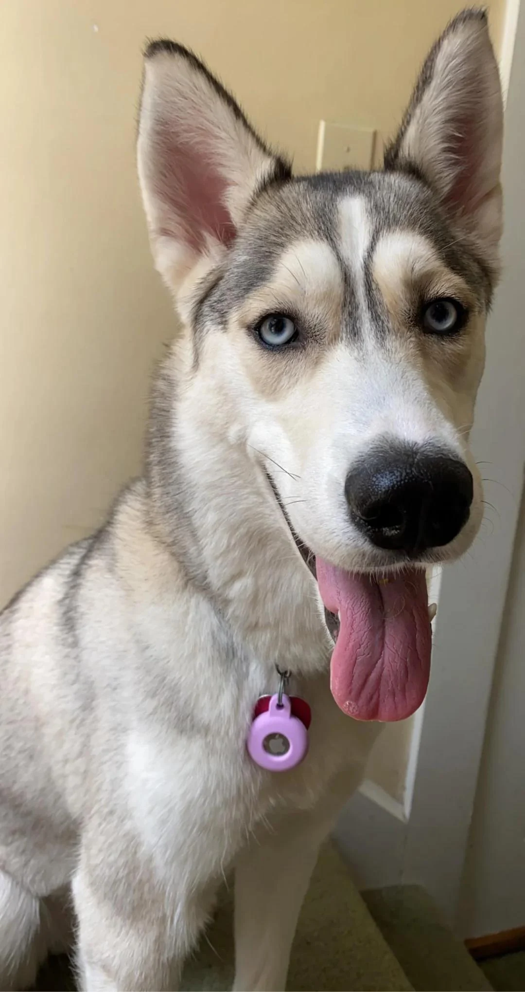 Huskies are the most beautiful dogs | Scrolller