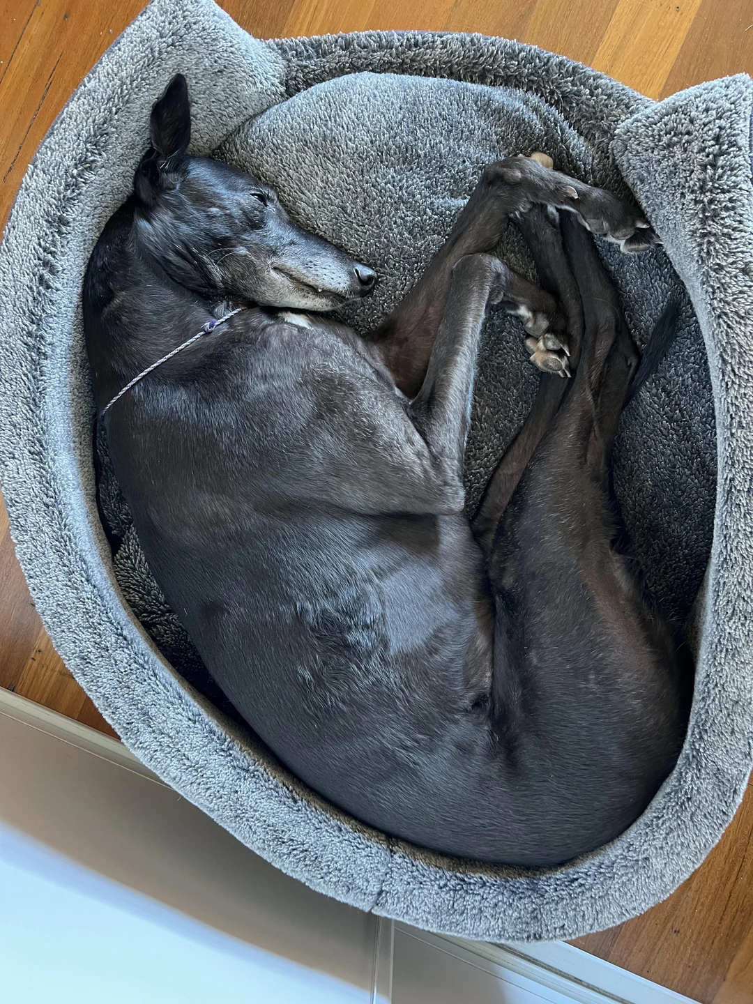 Greyhound embryo | Scrolller