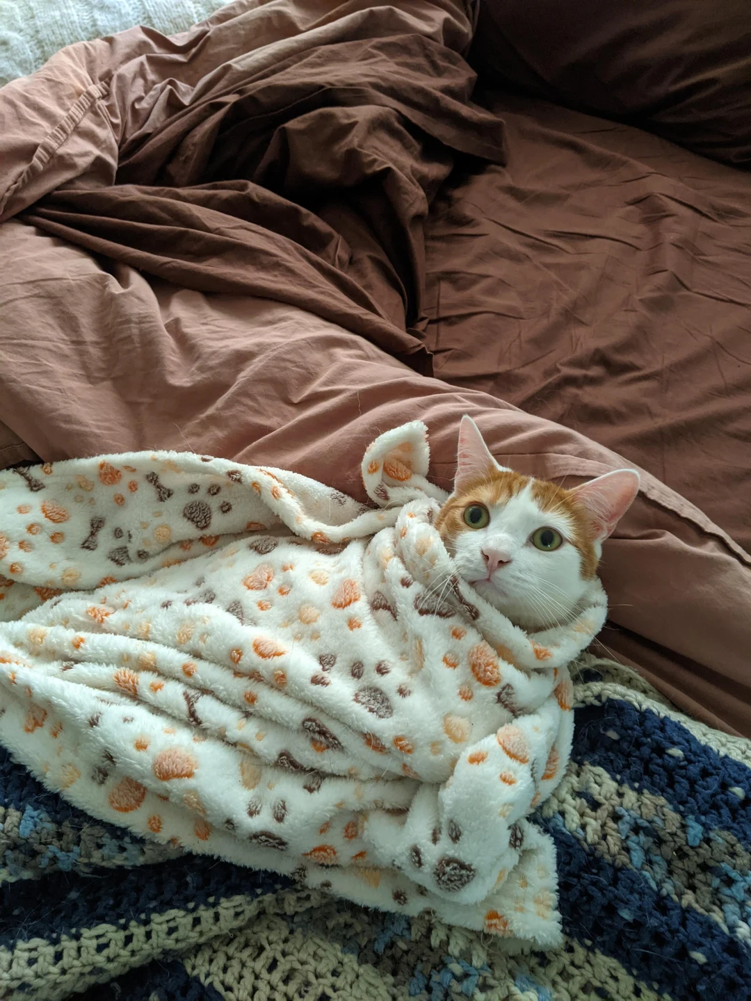 Surprised Purrito | Scrolller