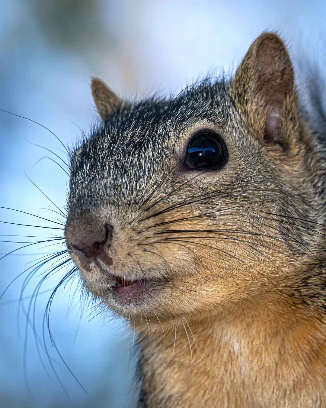 Head Shot Squirrel | Scrolller