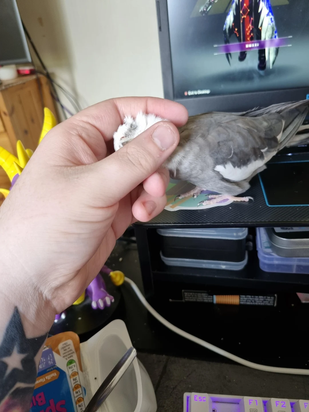 Not feeling well so he's being a cuddly birb | Scrolller