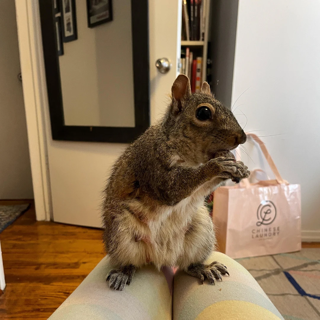 Discover more like Squirrels: Angel on my lap and Related Content | Scrolller