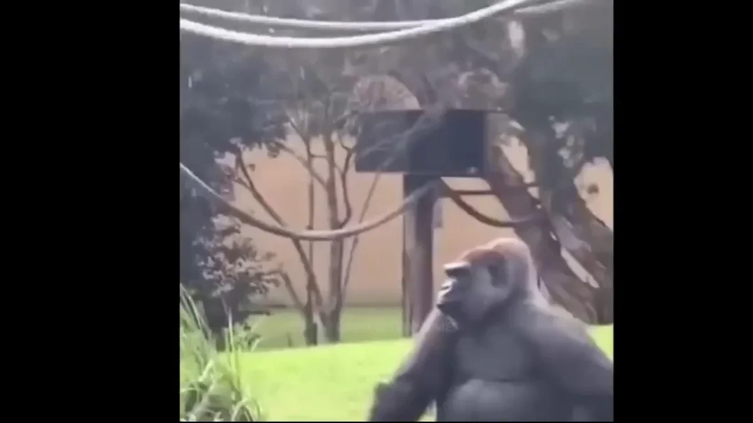 Mr big monke | Scrolller