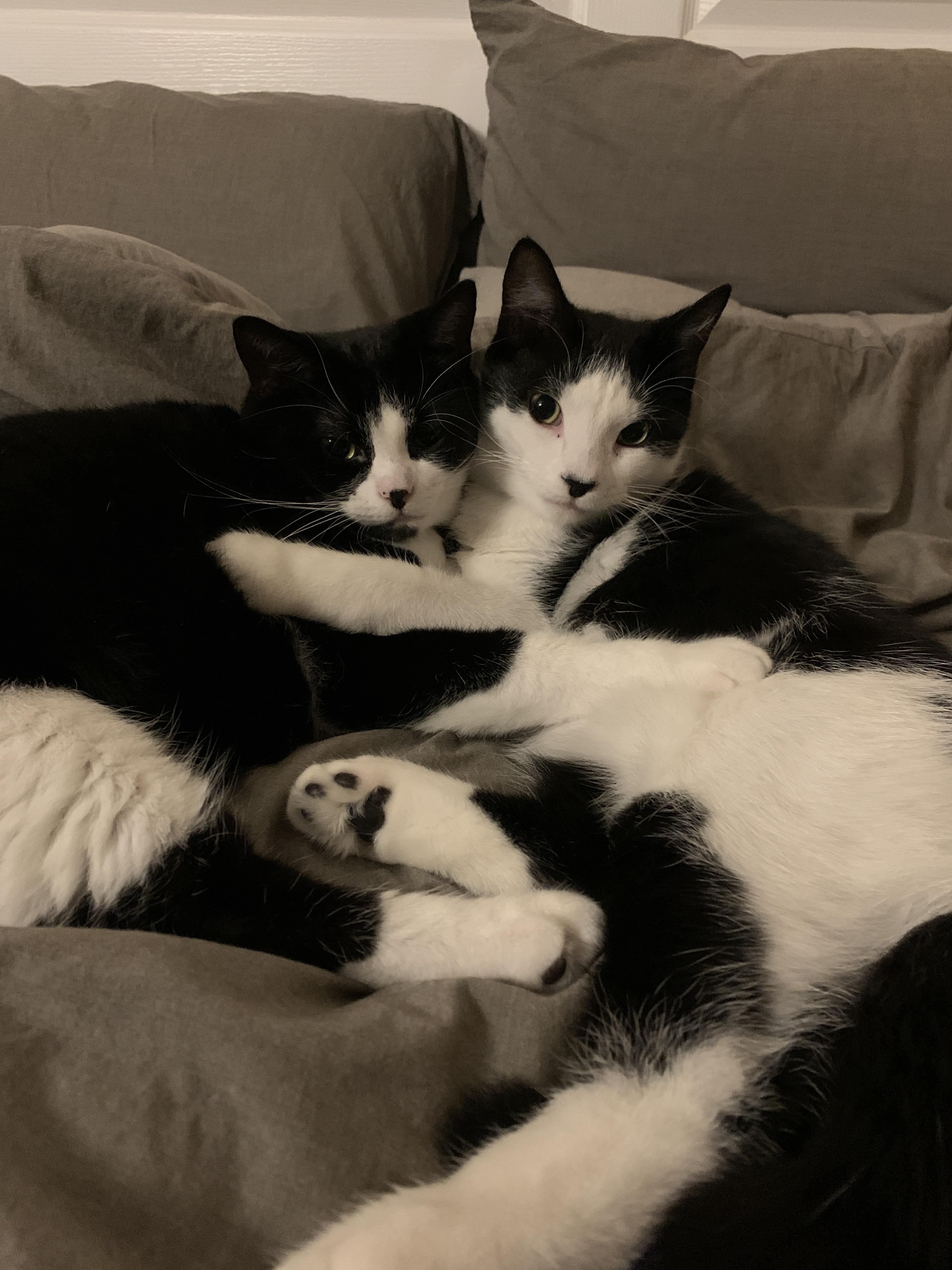 Cuddling bros! | Scrolller