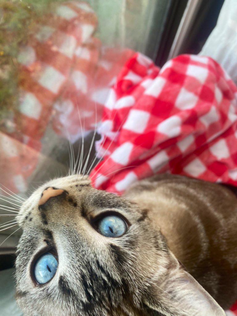 Juniper working her angles (OC) | Scrolller