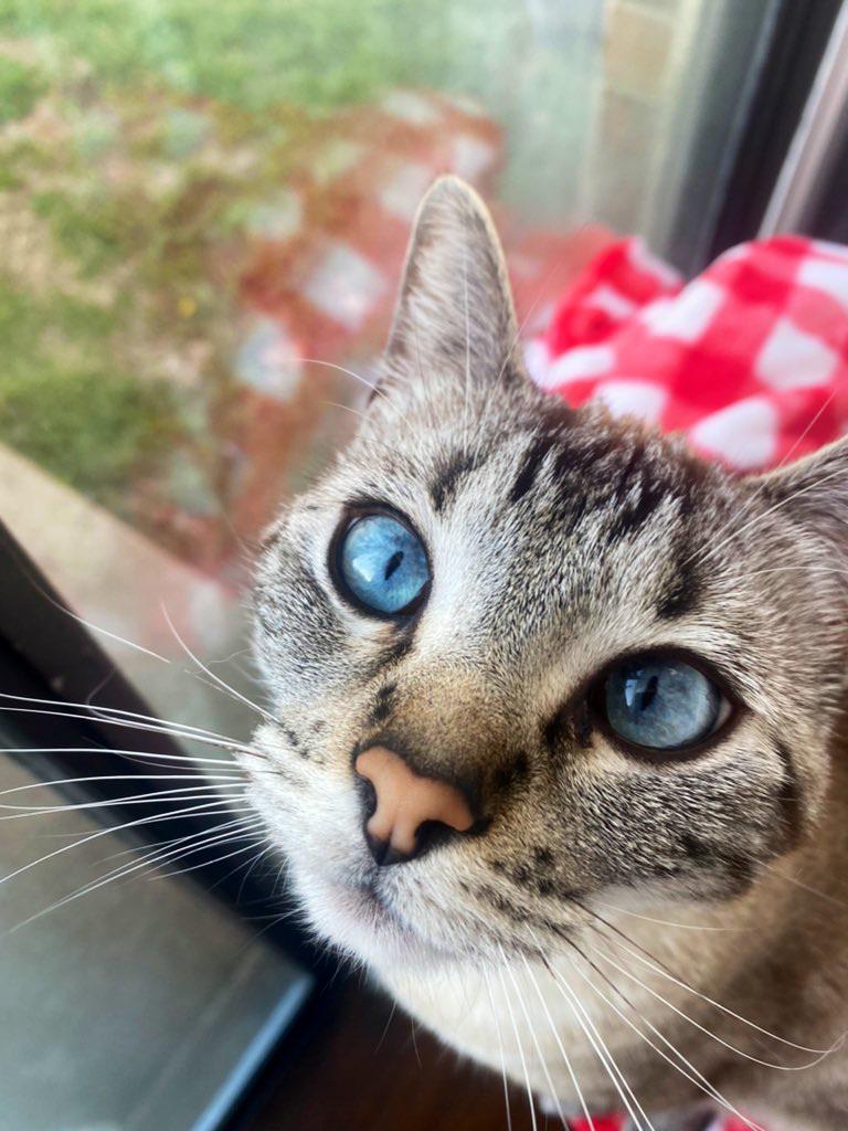 Juniper working her angles (OC) | Scrolller