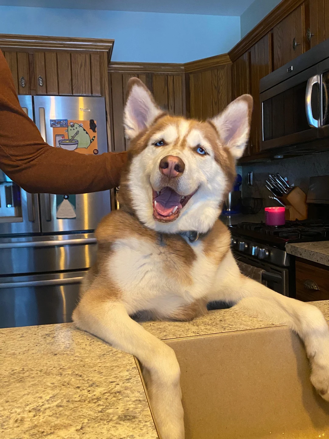 Silly girl getting some scratches | Scrolller