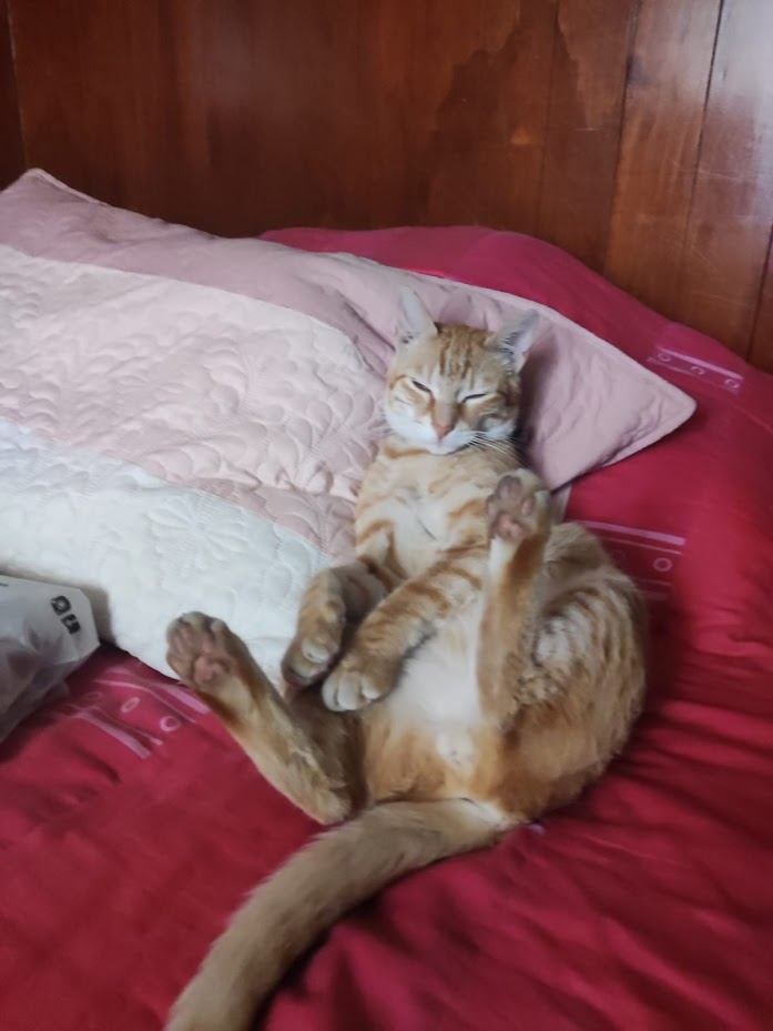 Aslan sleeping | Scrolller