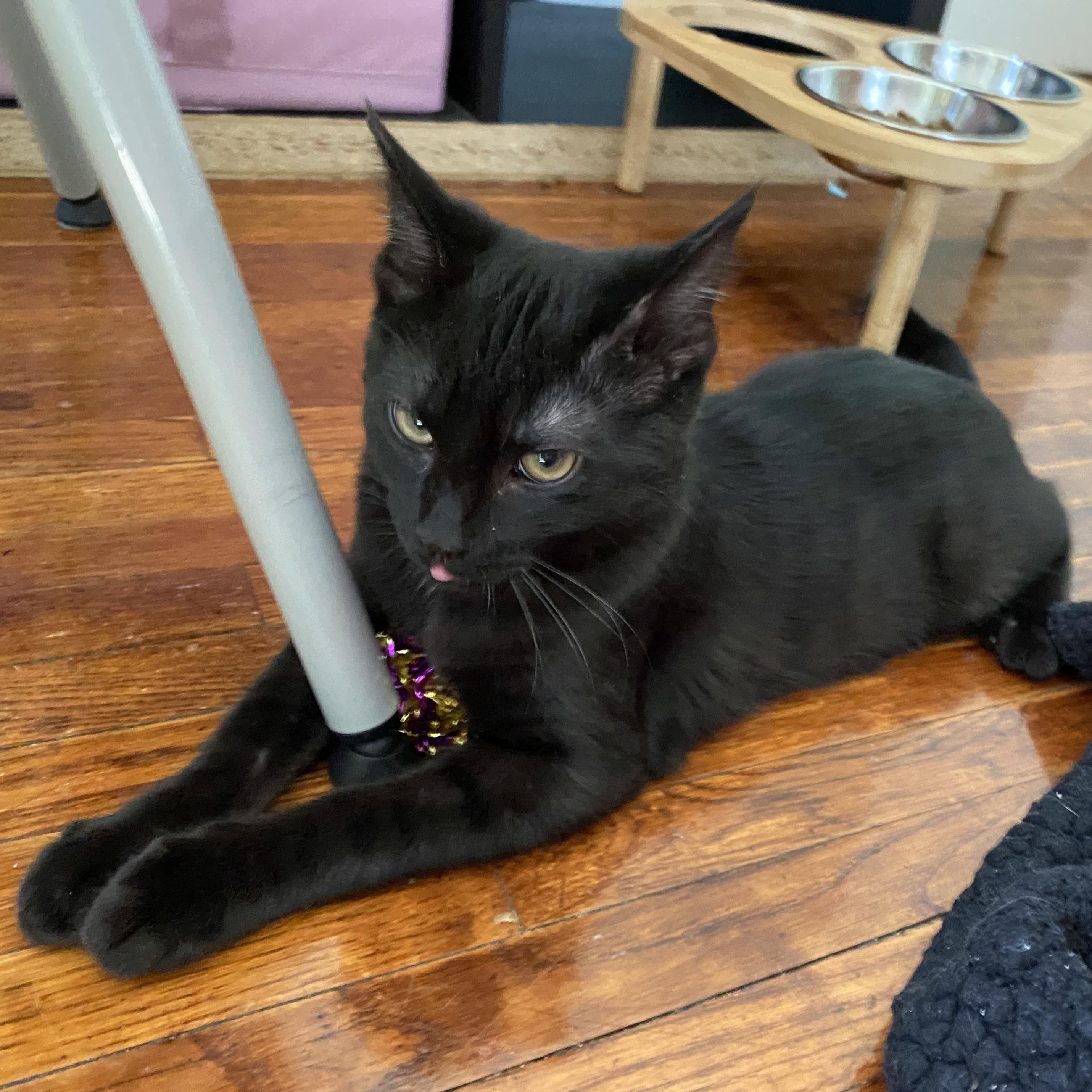 Little blep on my little Joey | Scrolller