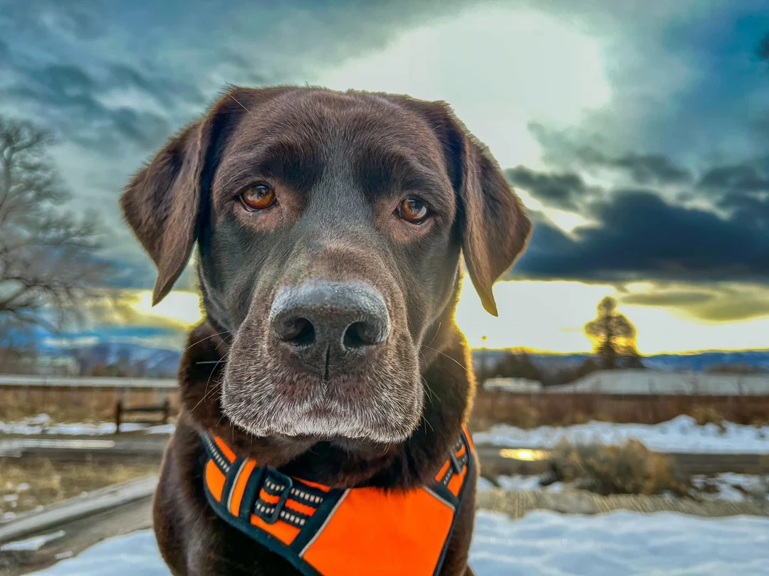 My girl after a storm | Scrolller