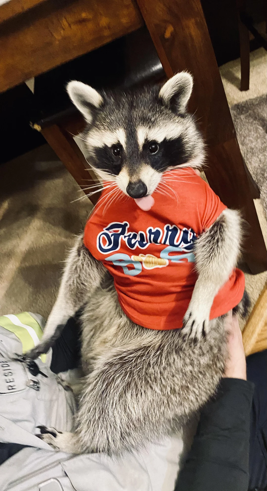 My coon baby 🥰 | Scrolller