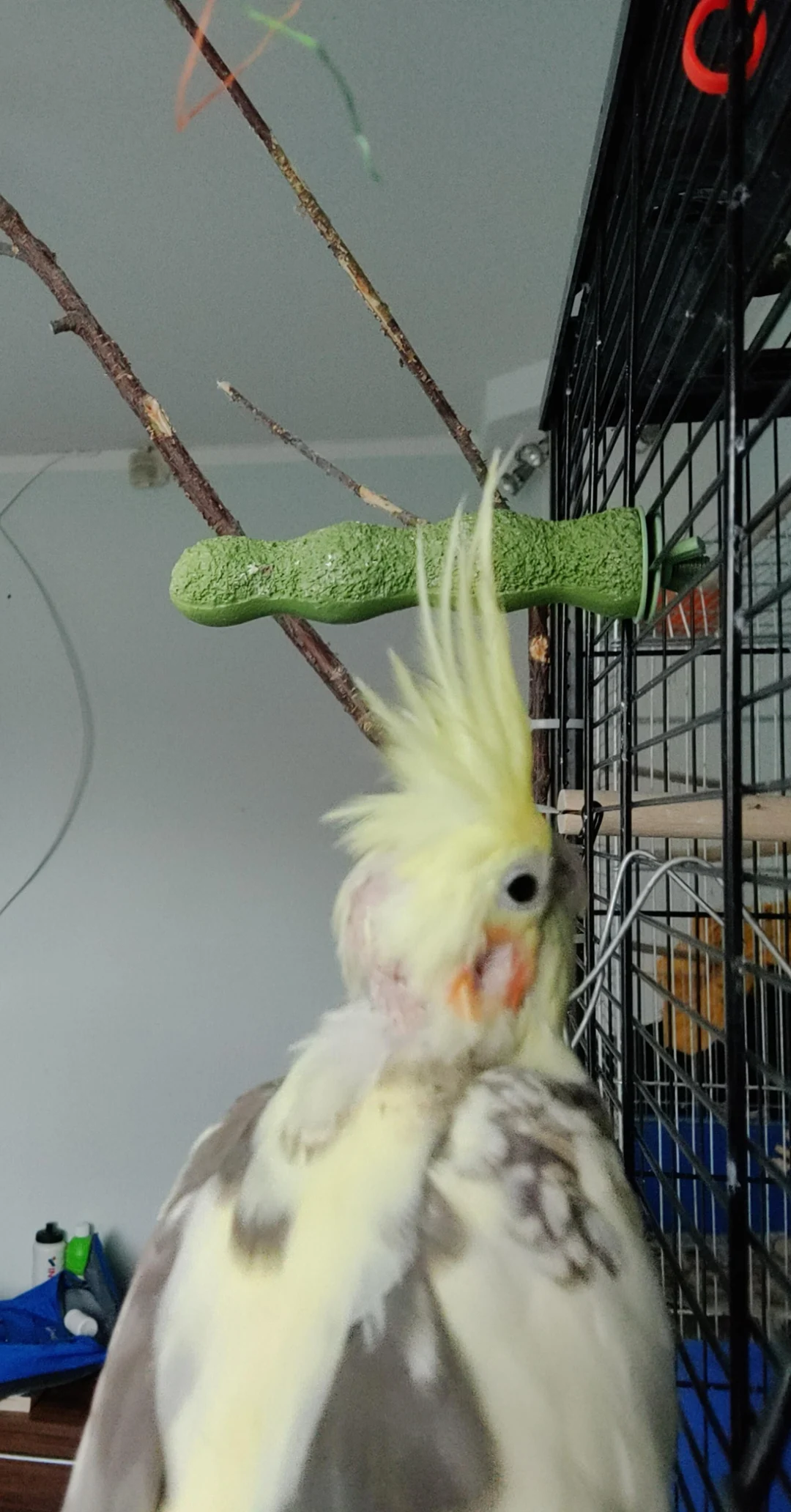 What causes this feather loss? | Scrolller