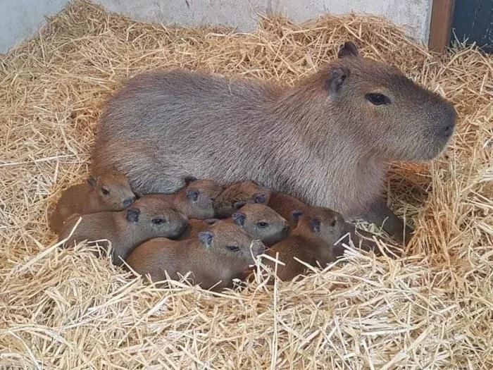 Here's a capybara with its capybabies. | Scrolller