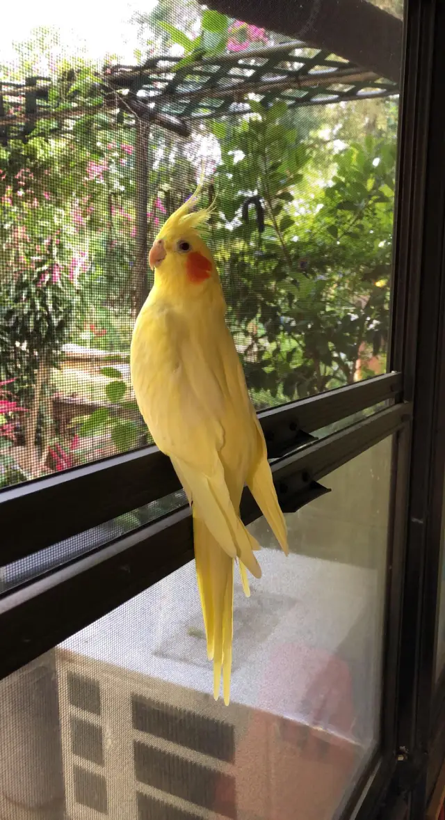 distinguished gentleman | Scrolller