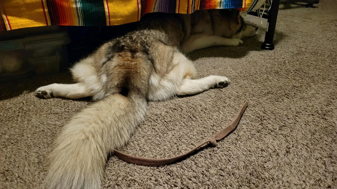 She sploot | Scrolller