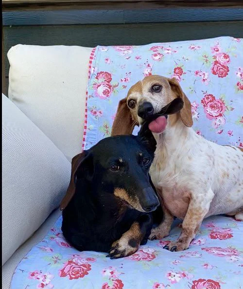 Reid has an ear chewing problem | Scrolller