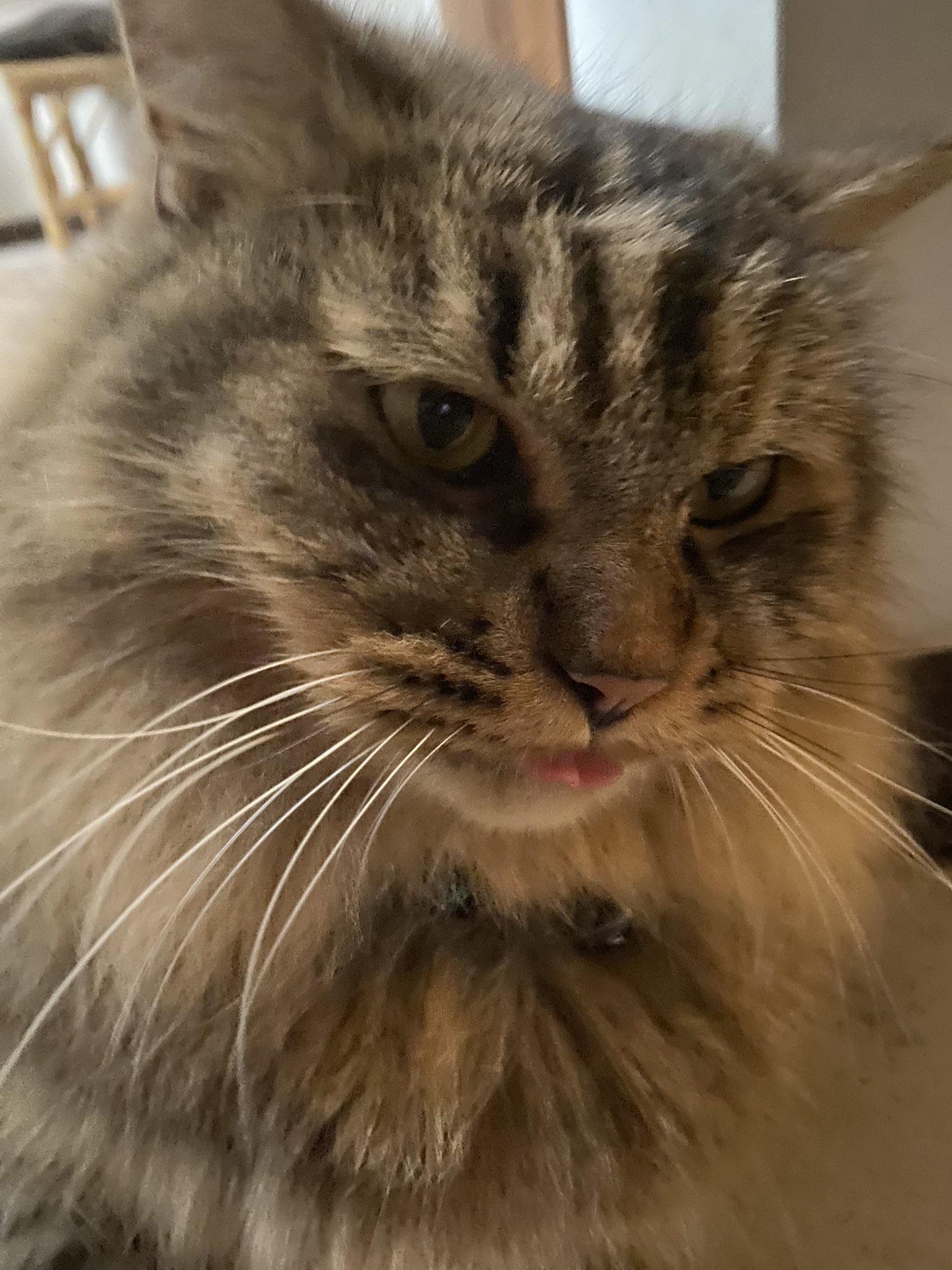 blep 😾 | Scrolller