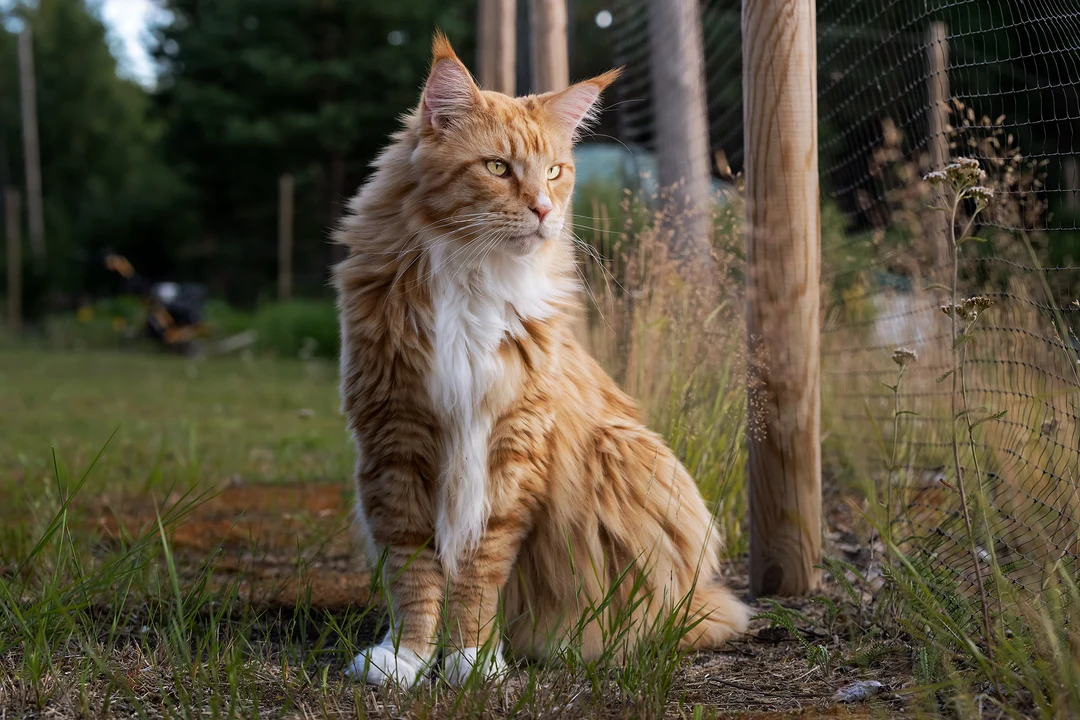 Tarzan 🧡🧡🧡 Scrolller