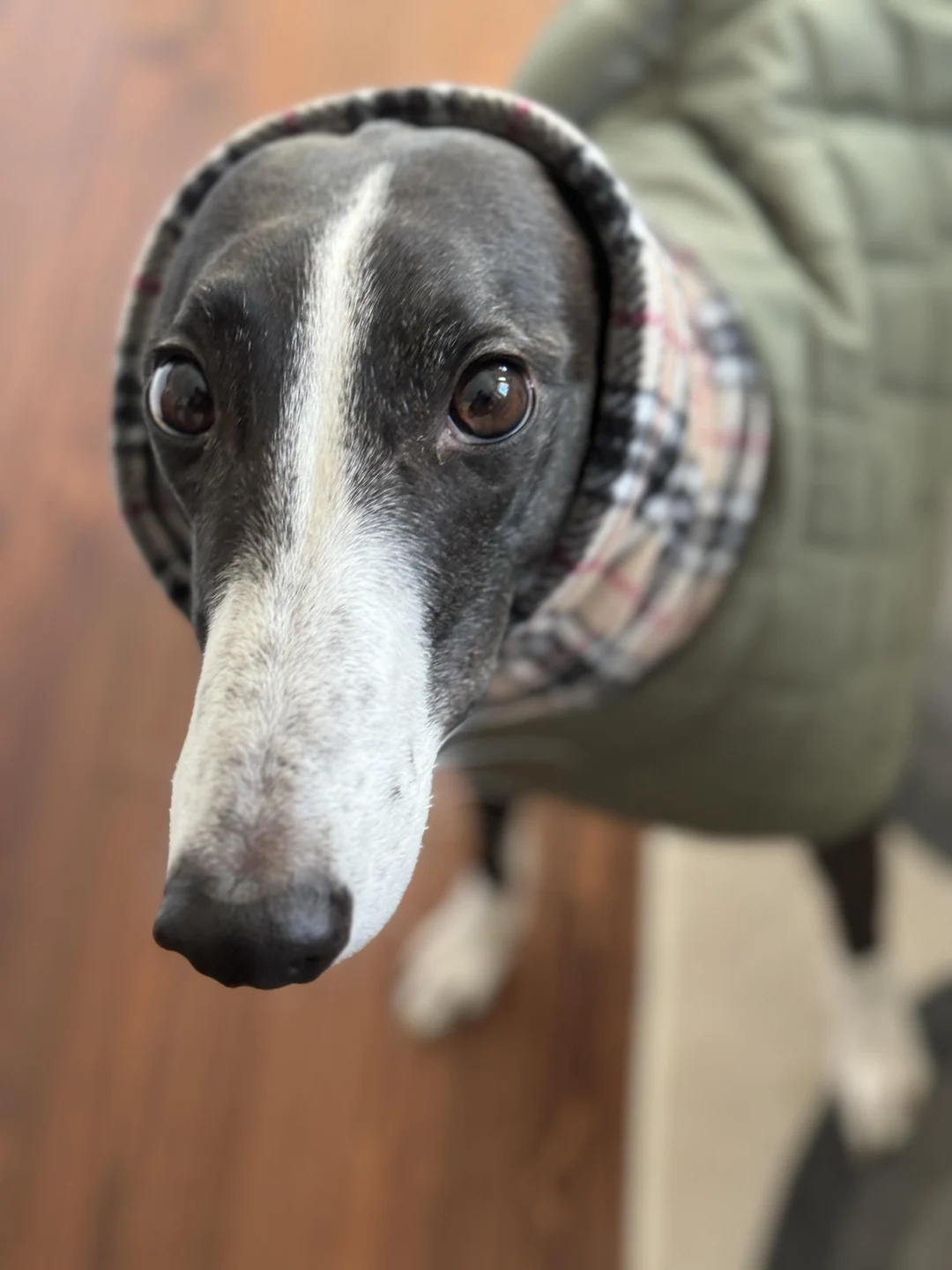We put the ears away for the cold! Jill | Scrolller
