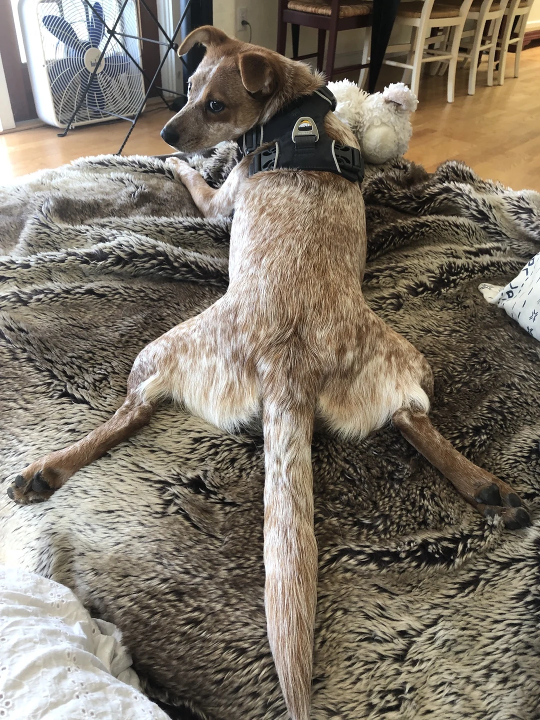 Rune’s “I totally don’t have an OnlyFans” sploot | Scrolller