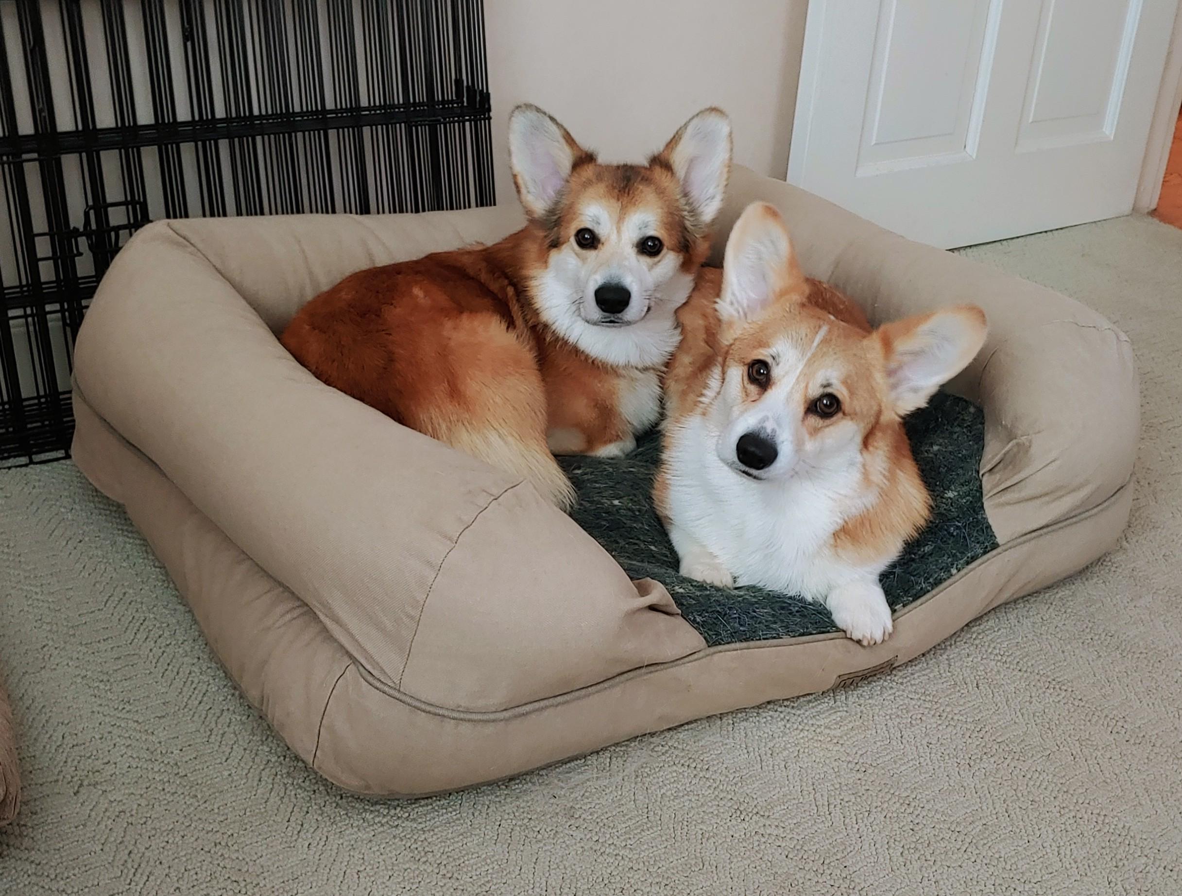 Discover more like Corgi: Sharing a bed and Related Content | Scrolller