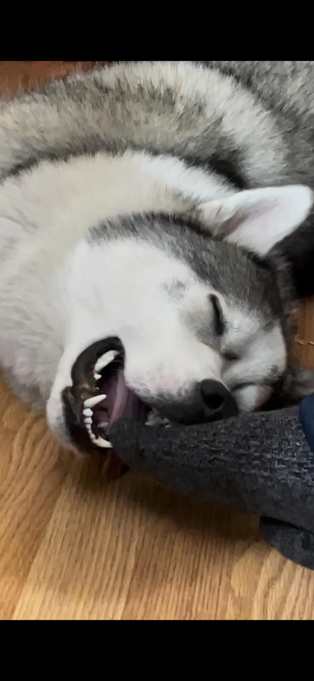 Pacifier husky | Scrolller