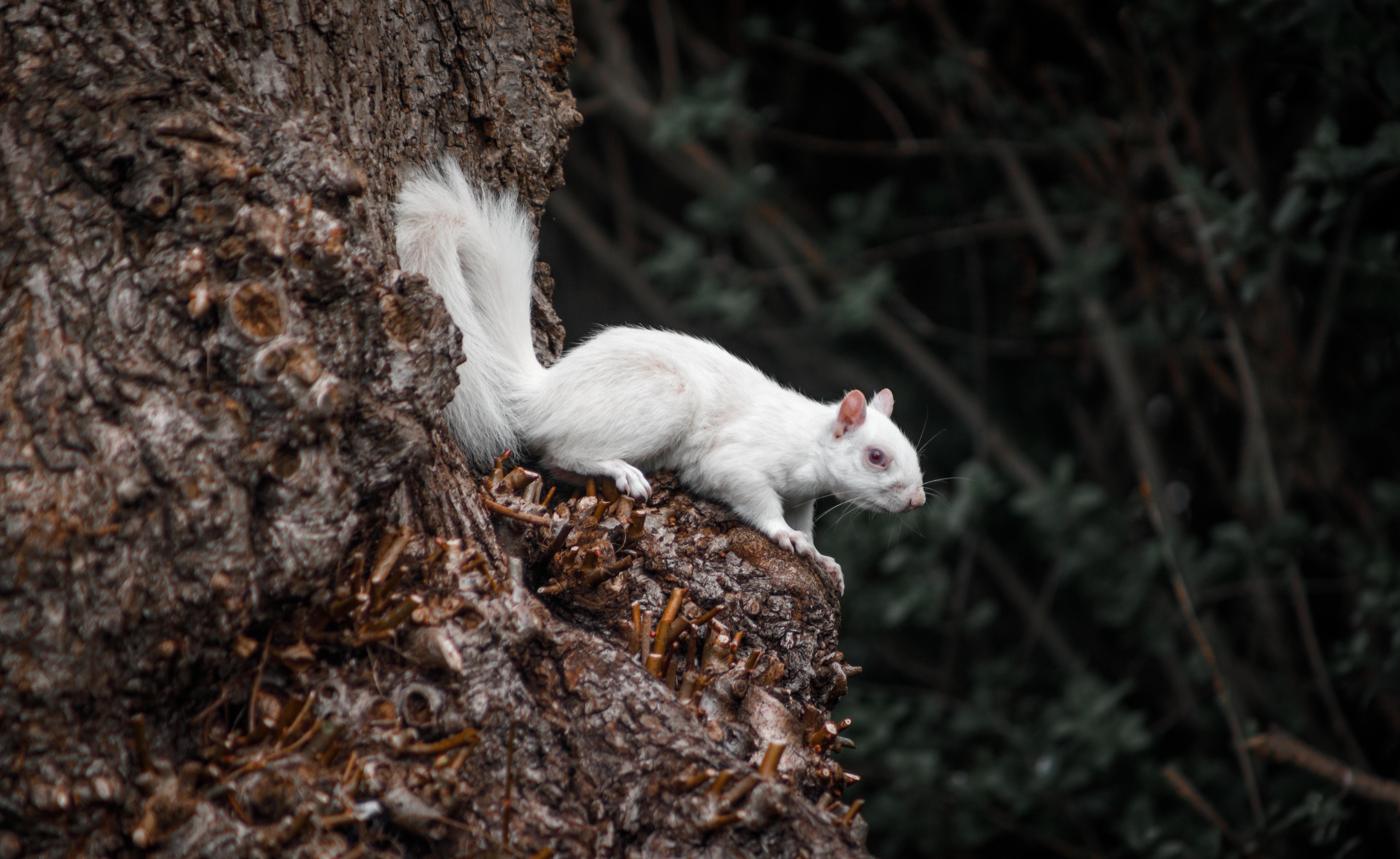 An Albino squirrel | Scrolller