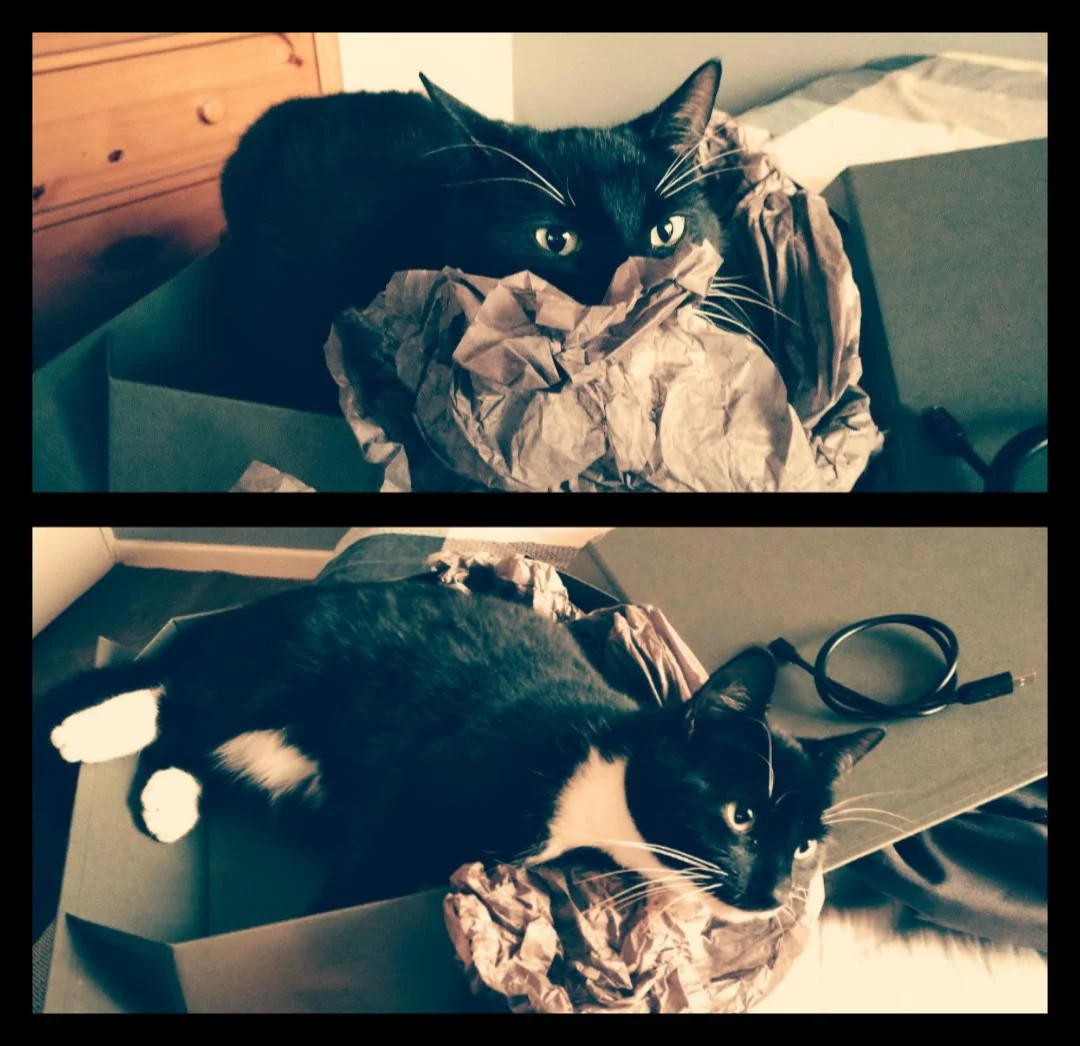 Doing his best Toothless impression... | Scrolller