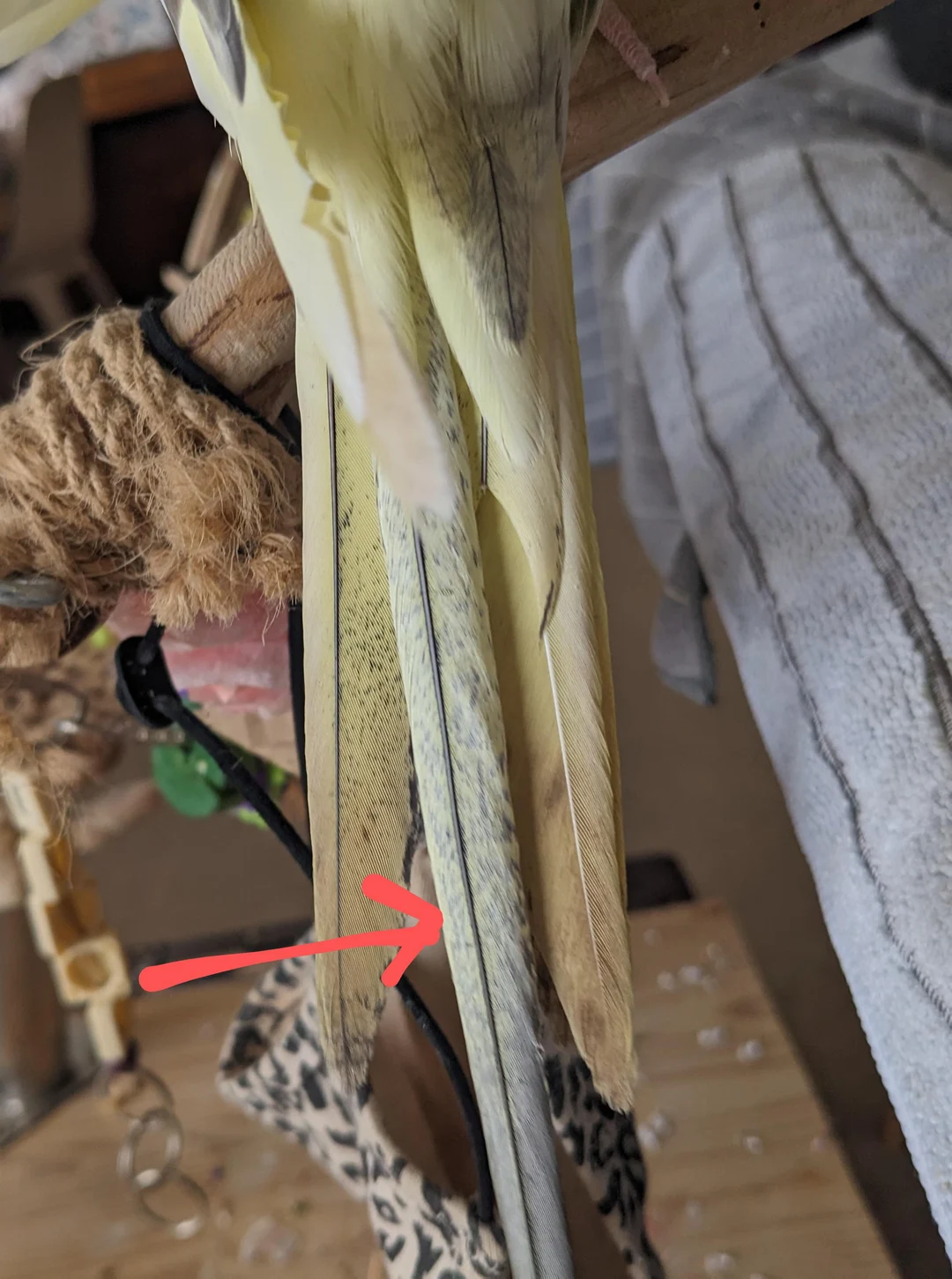 Does this look like a healthy tail feather? | Scrolller