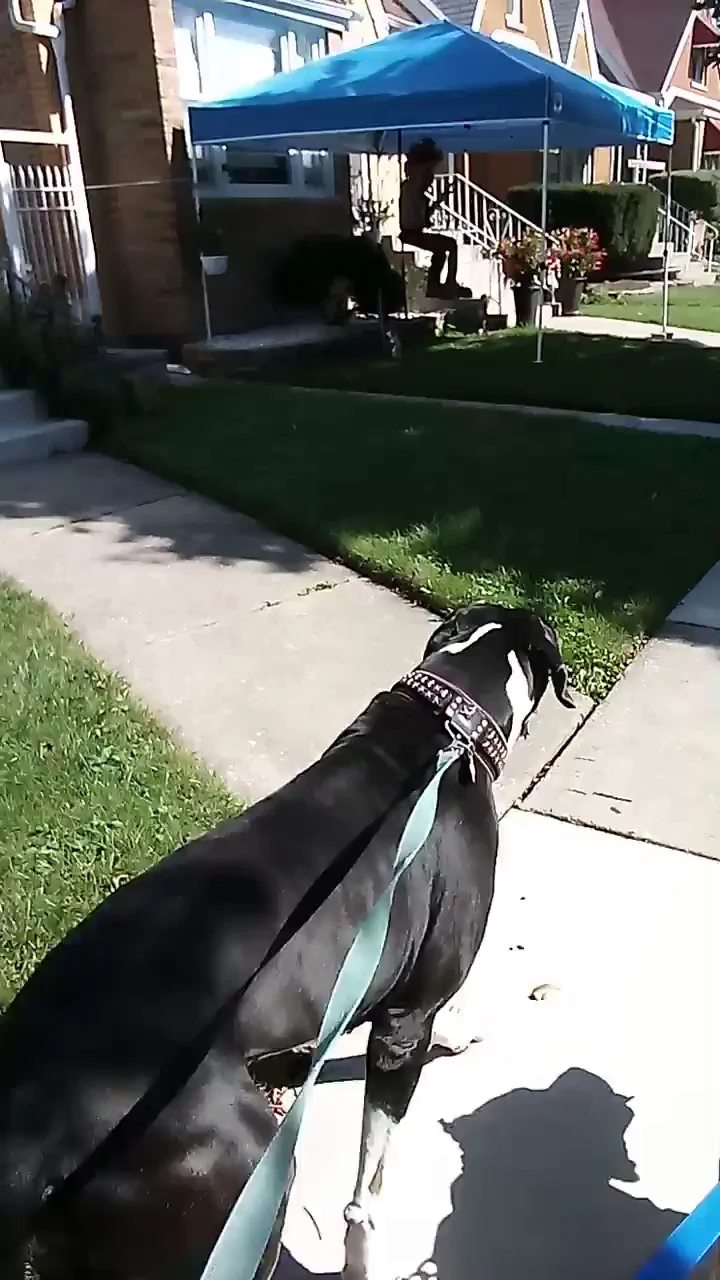 Halloween fun with Igor the Great Dane | Scrolller